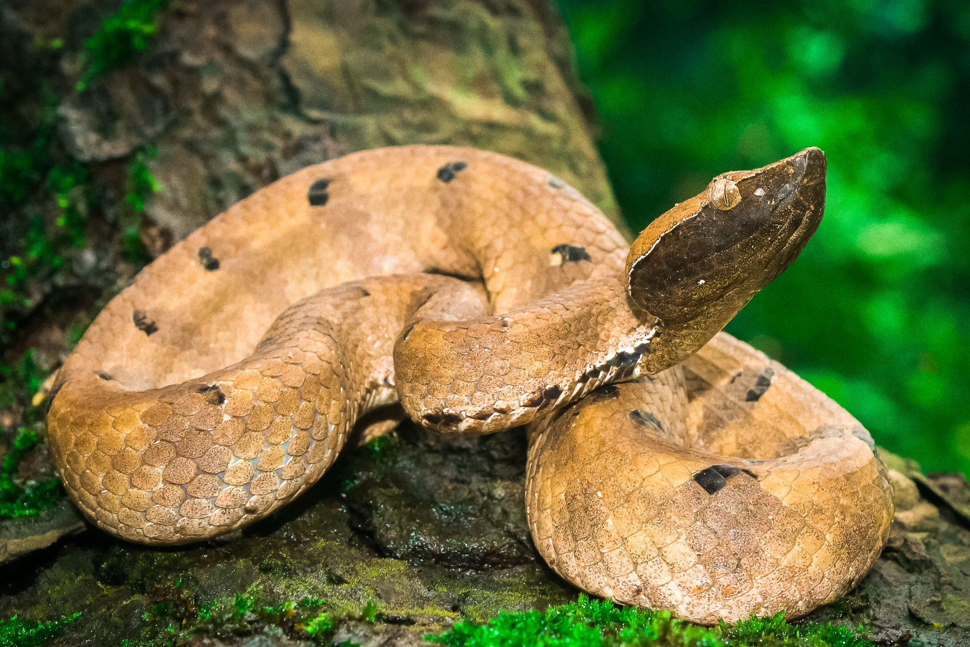 Conservation – Natures Nest